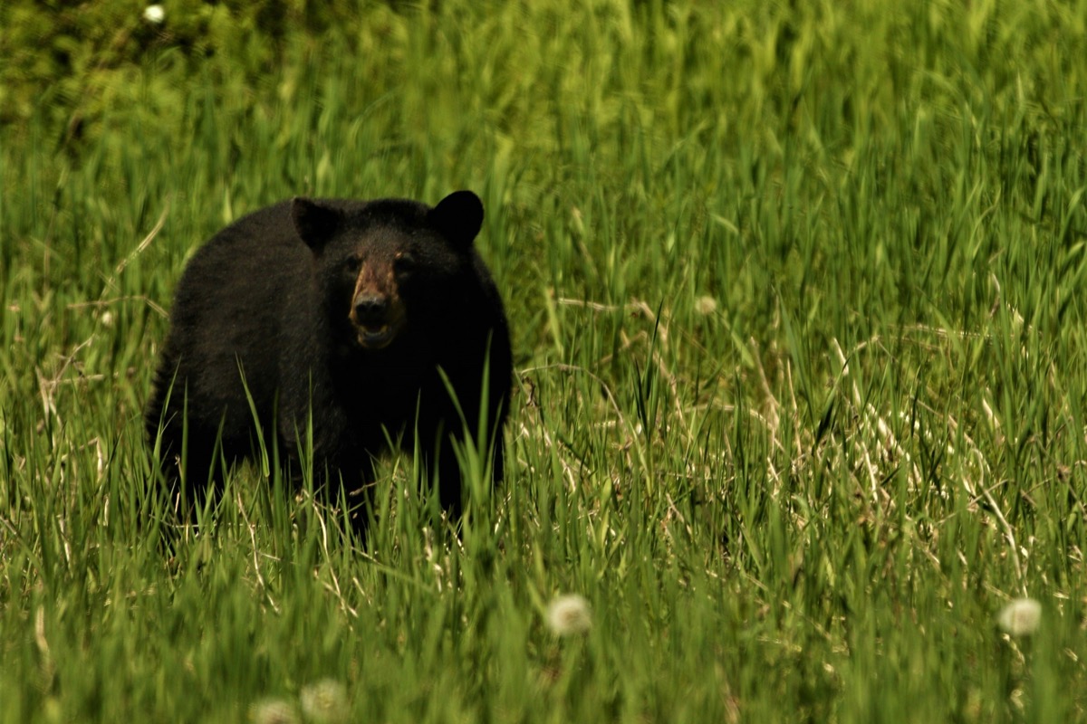 Wildlife Watching – American Black Bear - Destination Castlegar