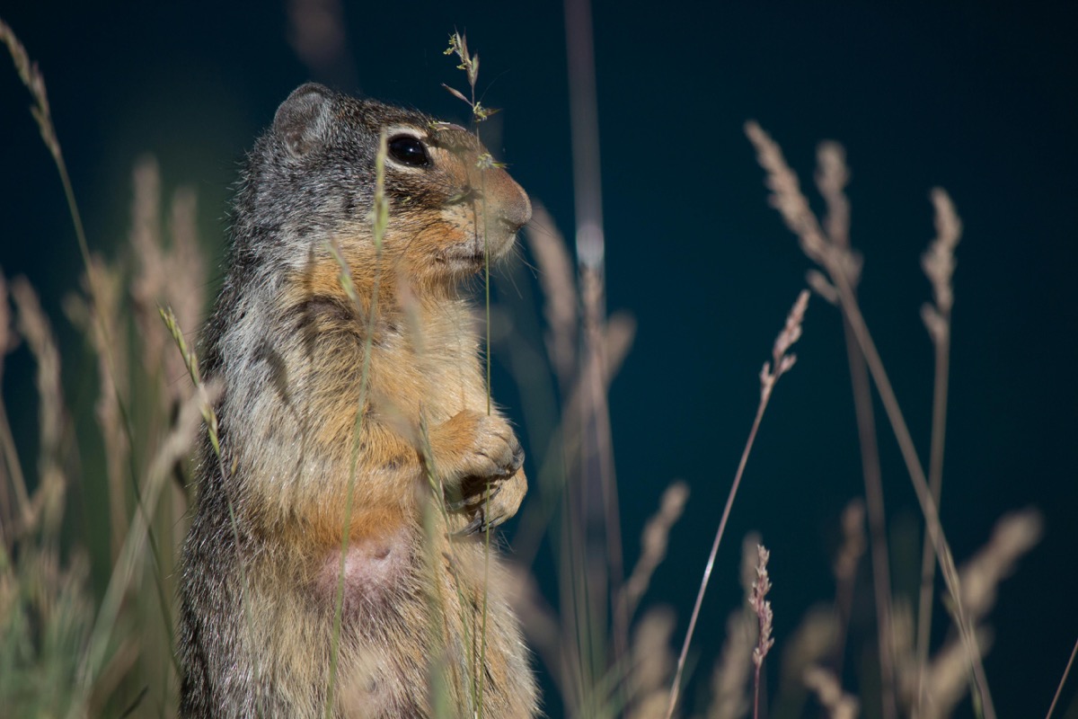 Wildlife Watching – Columbia Ground Squirrel - Destination Castlegar