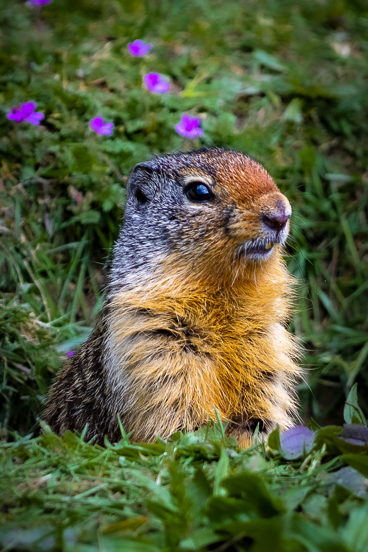 Wildlife Watching – Columbia Ground Squirrel - Destination Castlegar