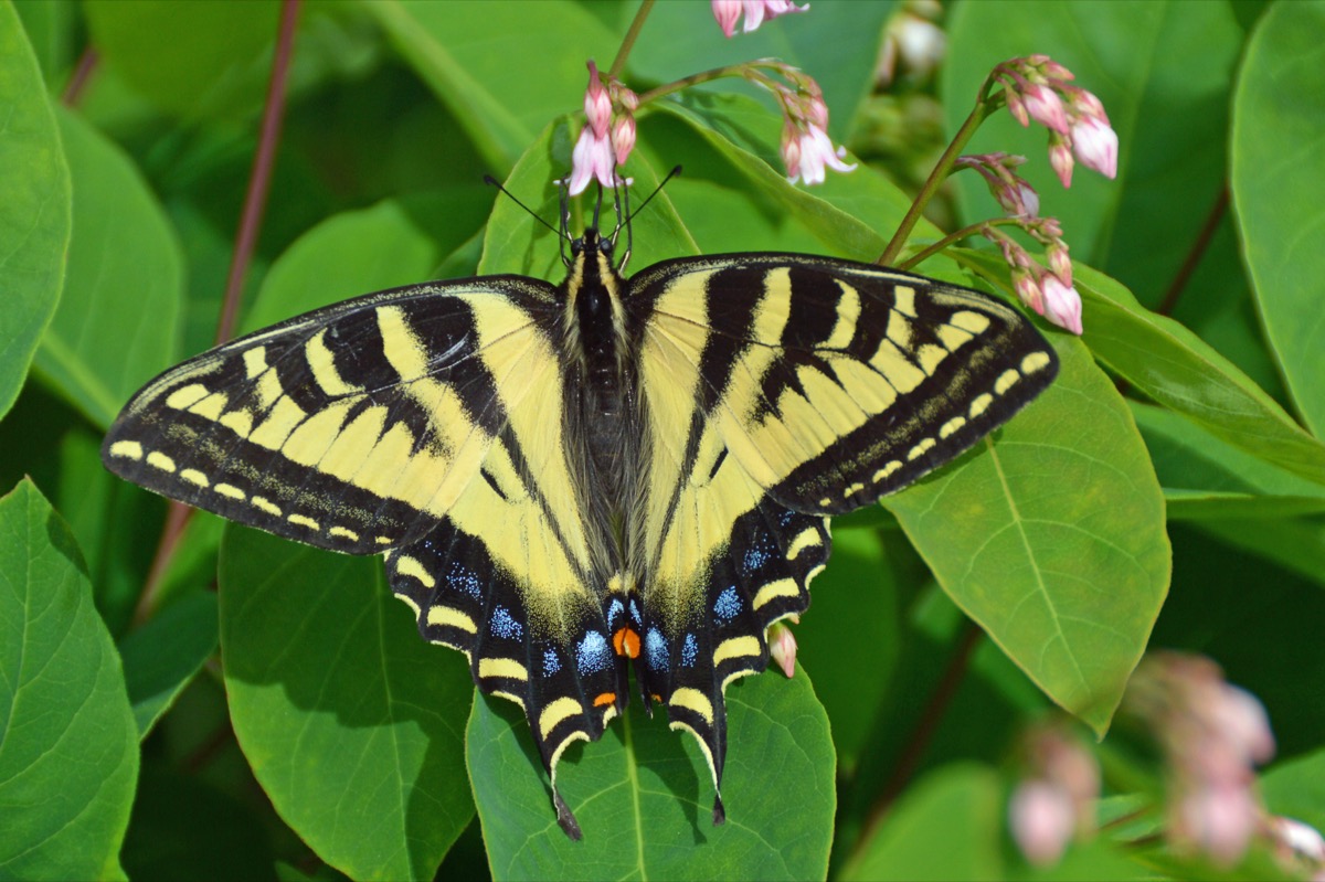 Wildlife Watching – Western Tiger Swallowtail - Destination Castlegar