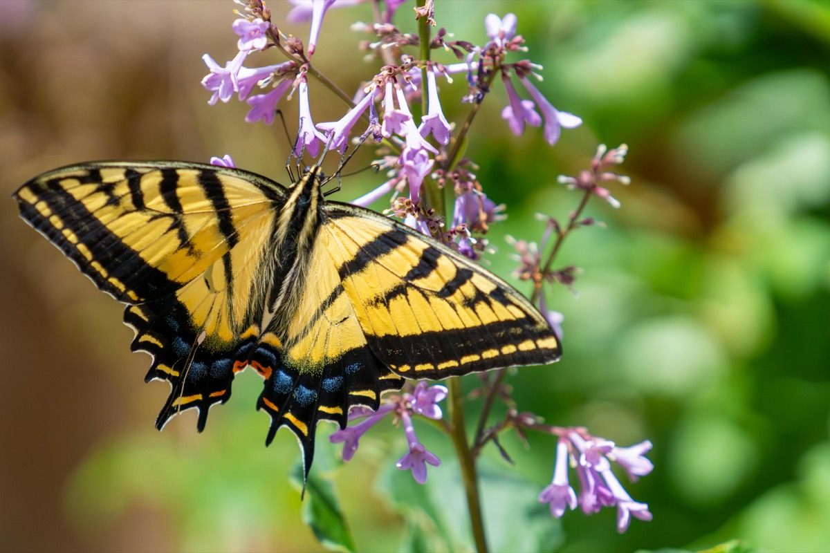 Wildlife Watching – Western Tiger Swallowtail - Destination Castlegar