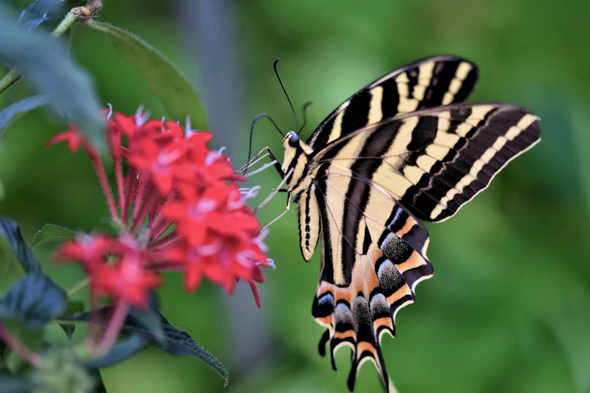 Wildlife Watching – Western Tiger Swallowtail - Destination Castlegar
